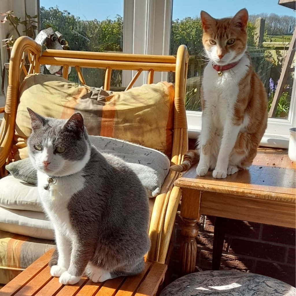 Donate - The Cat House Rescue