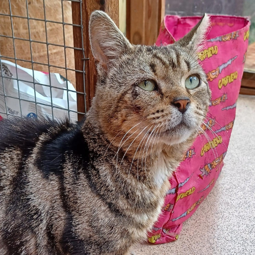 The Cat House Rescue Bradford | West Yorkshire | About Us